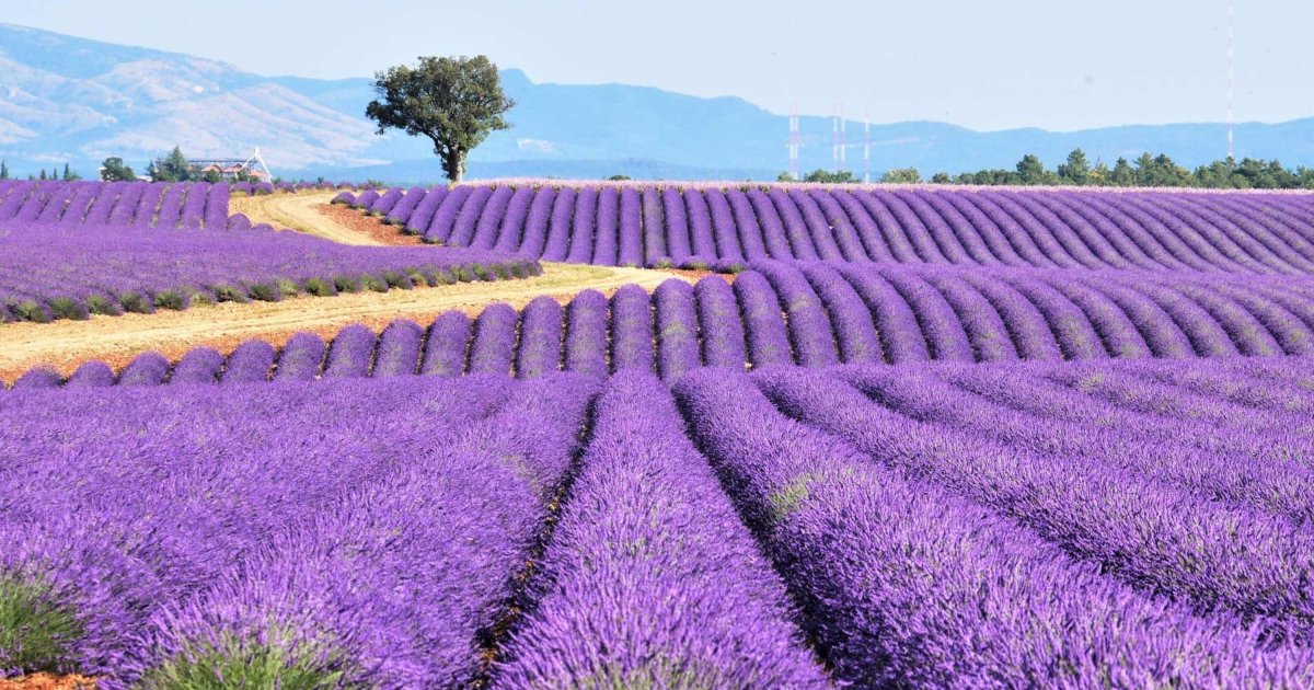 The best of Provence (Guided Small Group) - 5 Days / Authentic Europe